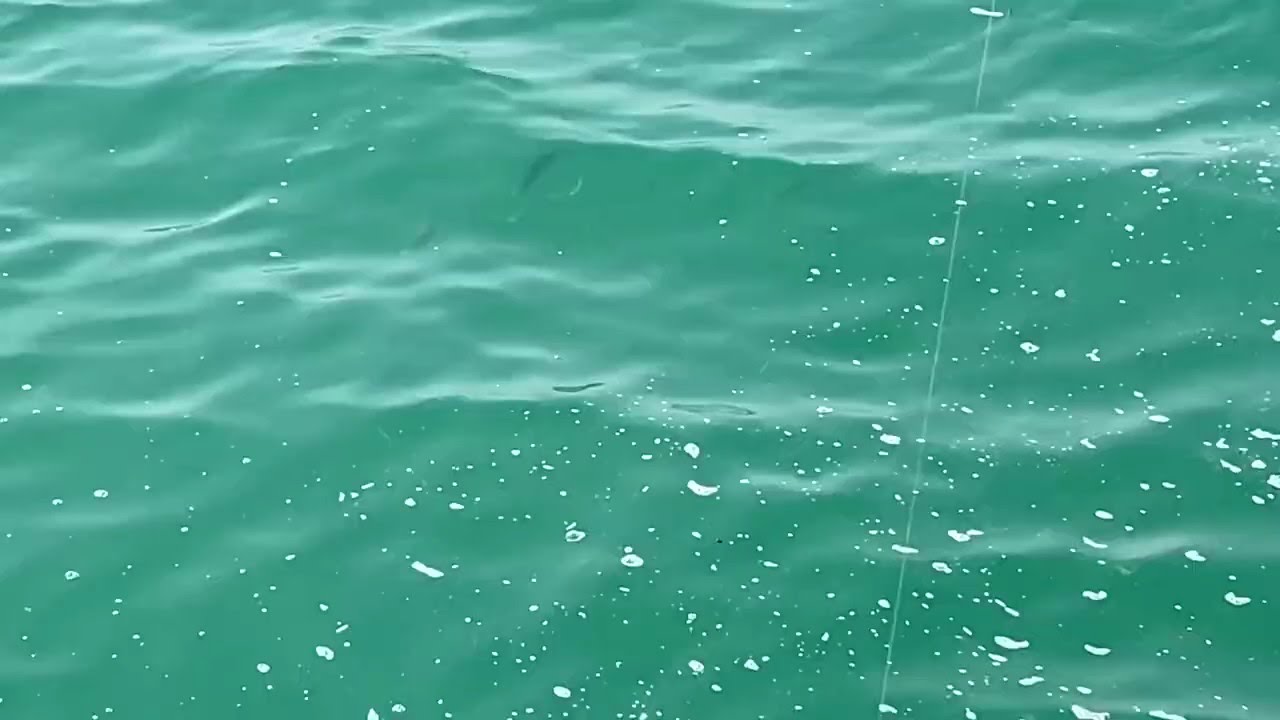 Fishing and the fish running Infront of us - YouTube