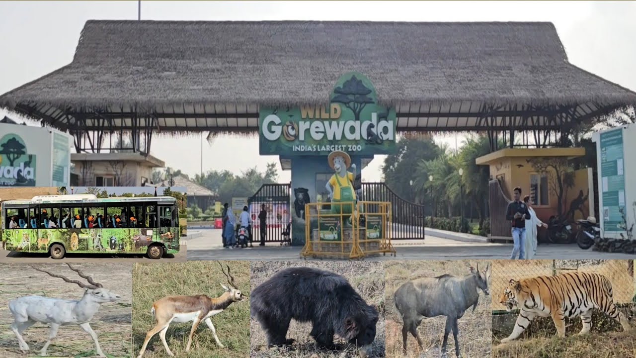 Balasaheb Thackeray Gorewada International Zoological Park Nagpur India ...