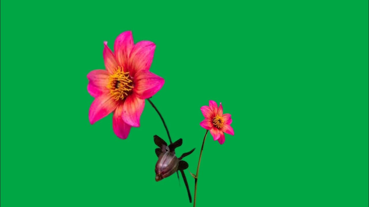 Pink flower green screen | green screen flower video | flower effect ...