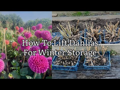 How To Lift Dahlia Tubers For Winter Storage, Lifting Dahlias For ...