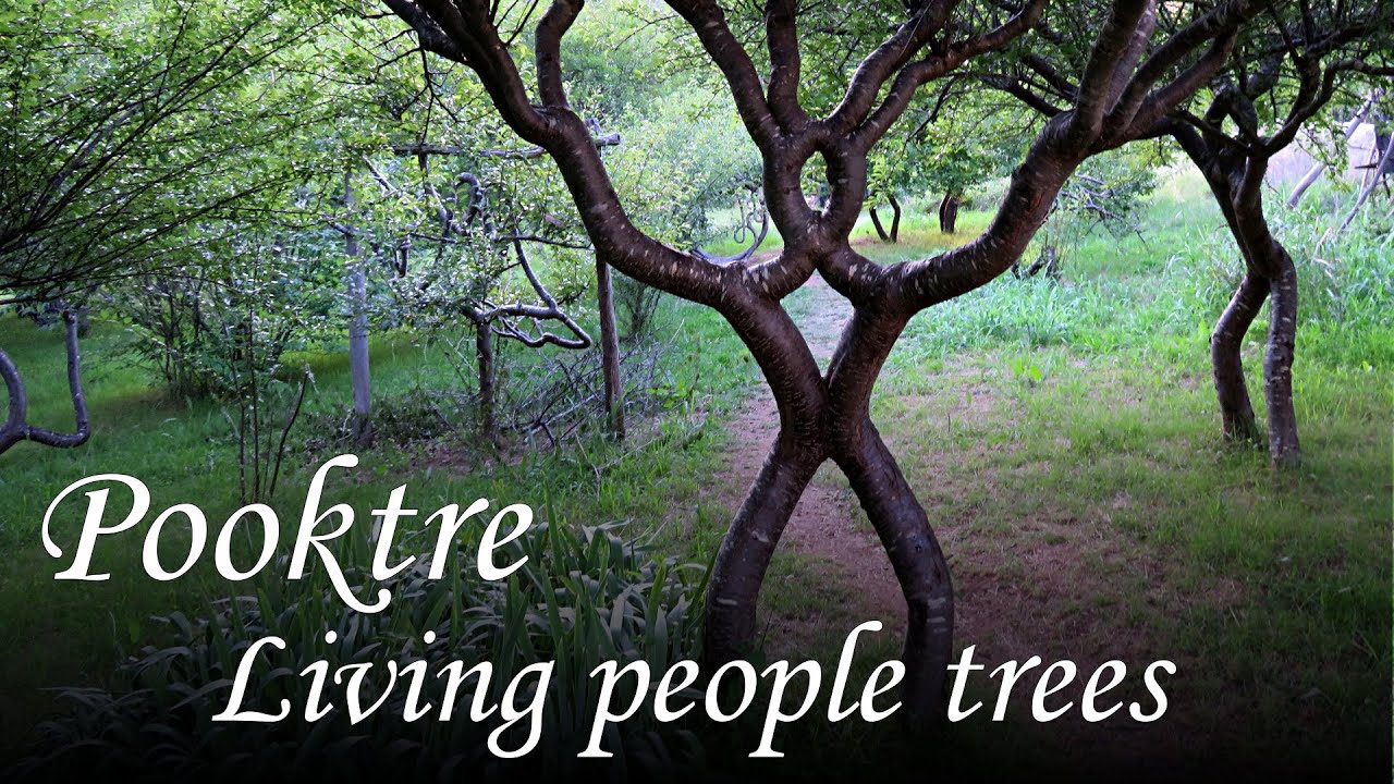 Beginning Of Pooktre Art