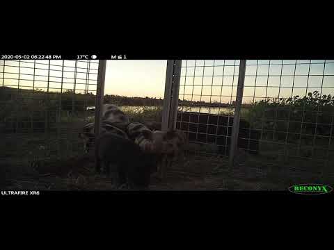 Pig trapping tips and tricks: Video #2 - YouTube