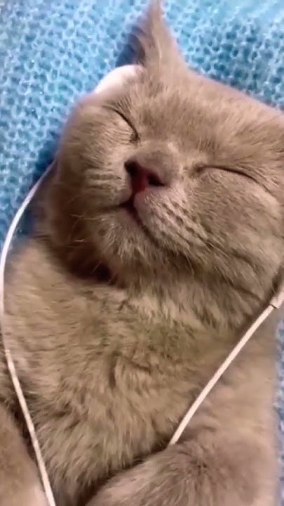 милый котик 🥰 Youtube