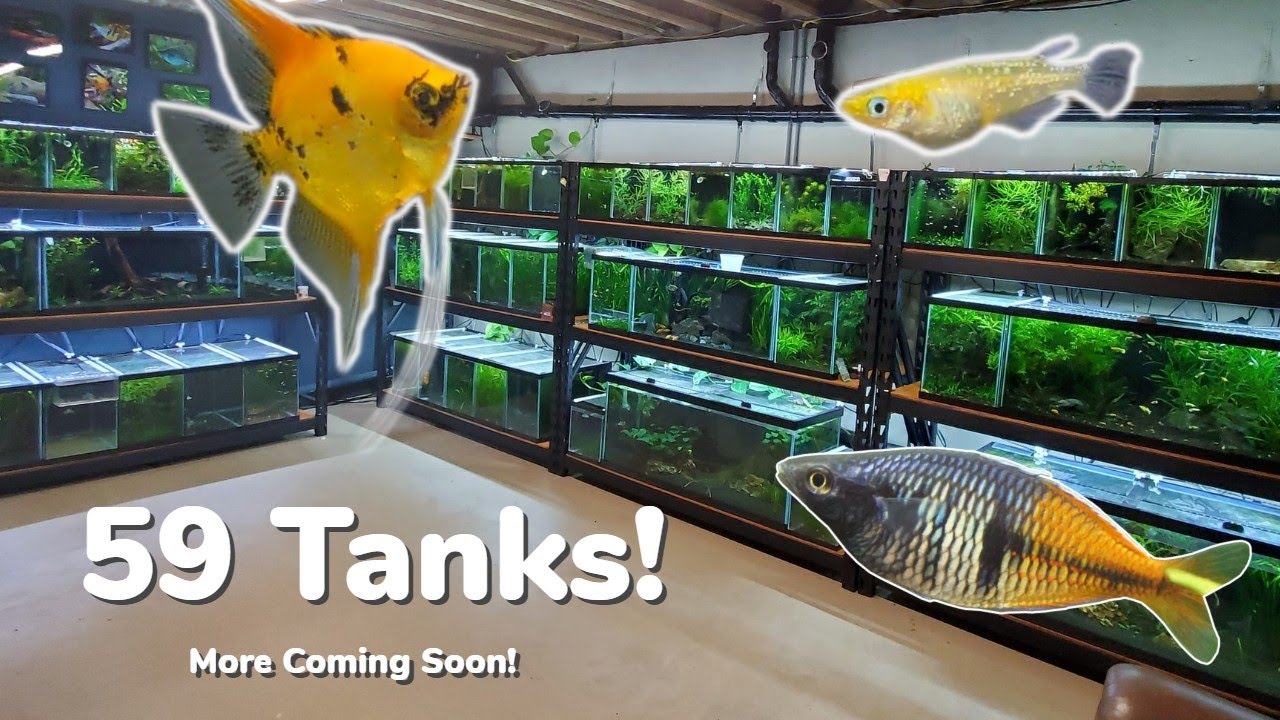 Full Fish Room Tour! 59 Tanks! Rice Fish, Angelfish, Imported Guppies ...