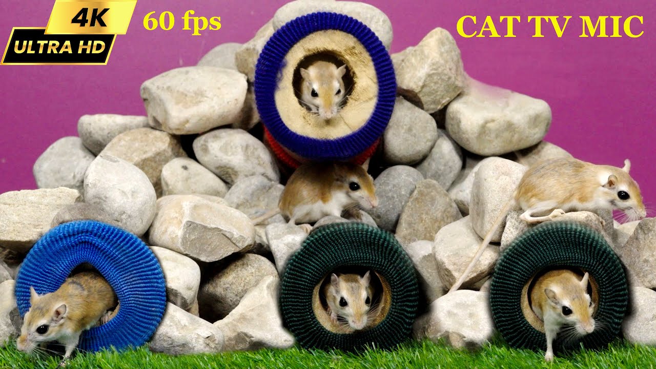 Ultimate Cat TV: Mice Playing Hide & Seek and Chase Fun | Stone Hole ...