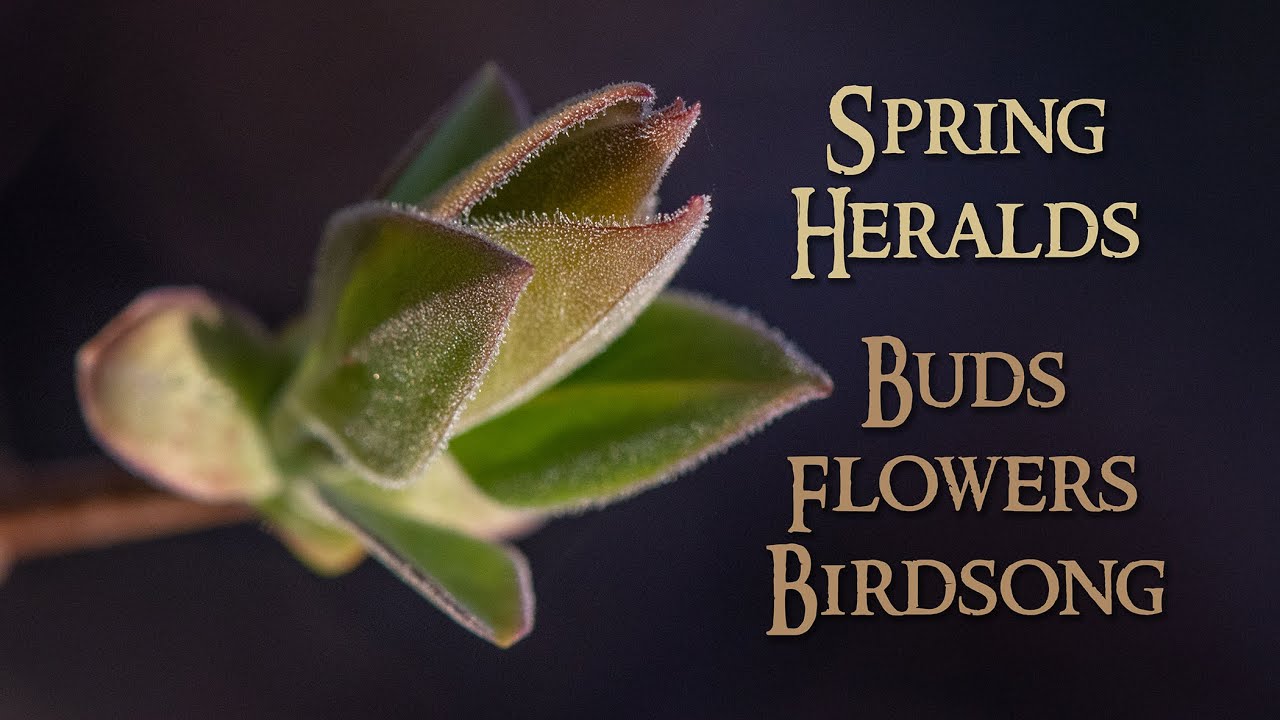 Spring Heralds - Spring Has Sprung Flowers - YouTube