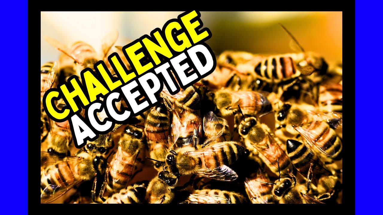 Unveiling My Bee Goals for 2024 - YouTube