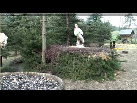 MAKOV - handicapped white storks on the nest - April 10, 2012 - YouTube