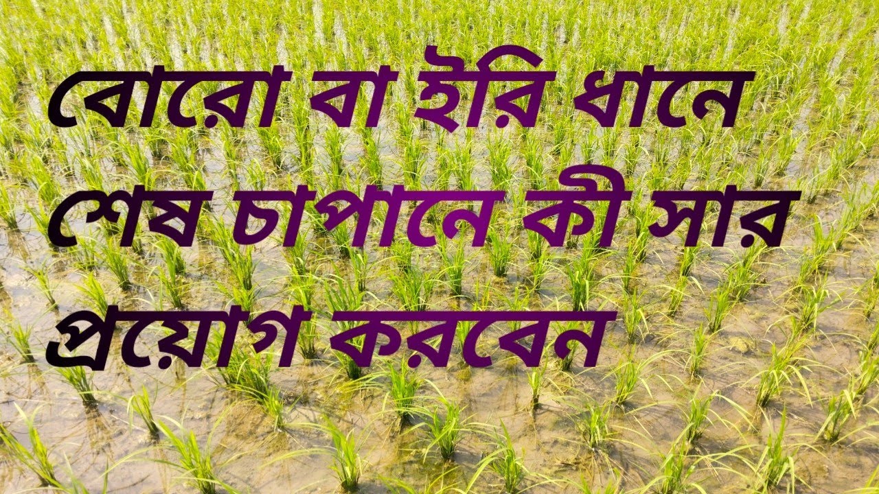 বোরো বা ইরি ধান চাষে শেষ চাপান।boro dhan. dhan chas, paddy . ধান চাষ ...