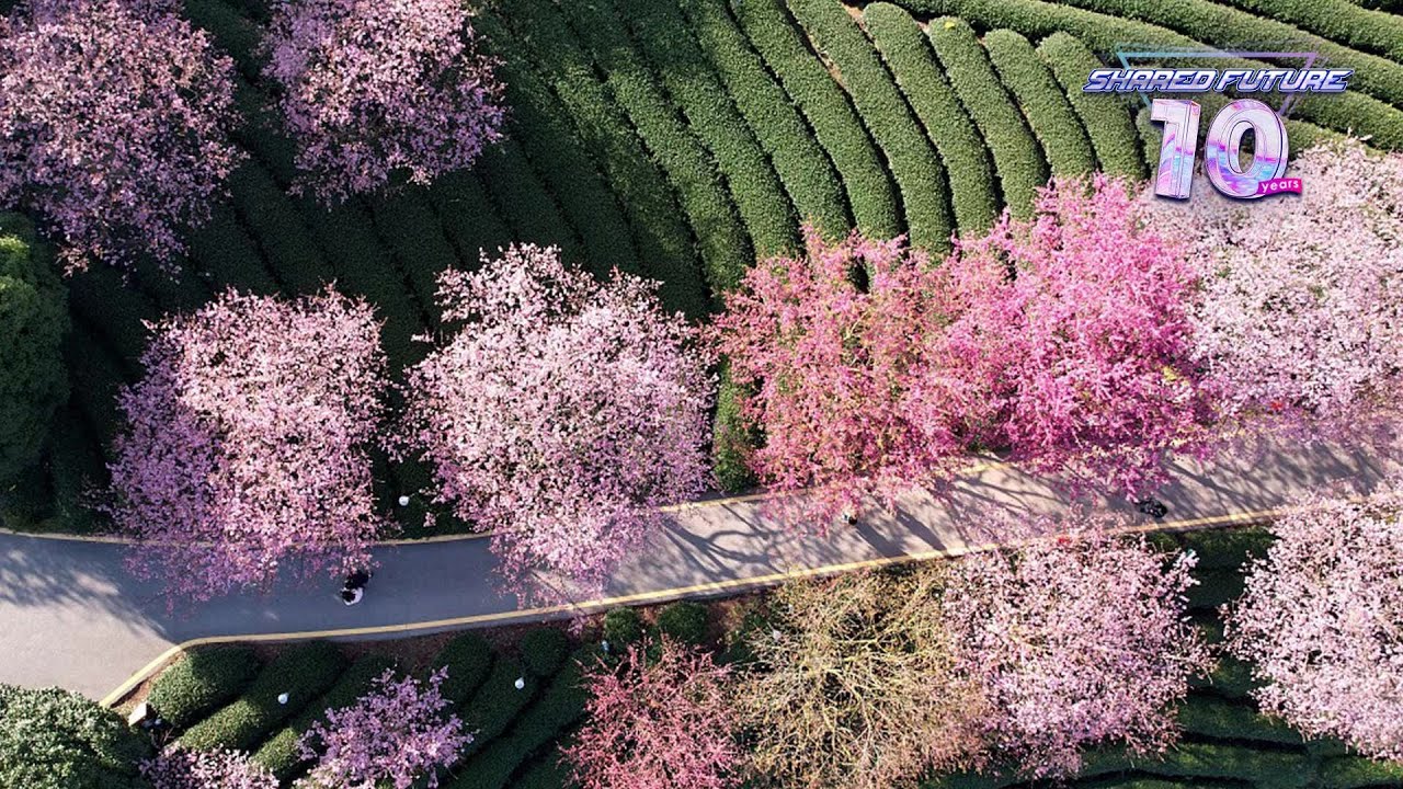Live: Enjoy the romantic journey of cherry blossoms in east China's ...