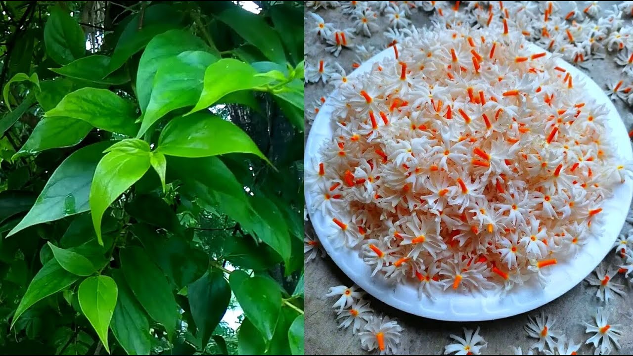 Grow Parijat Tree From Seed | Shiuli Flower Plant | Medicinal Flower ...