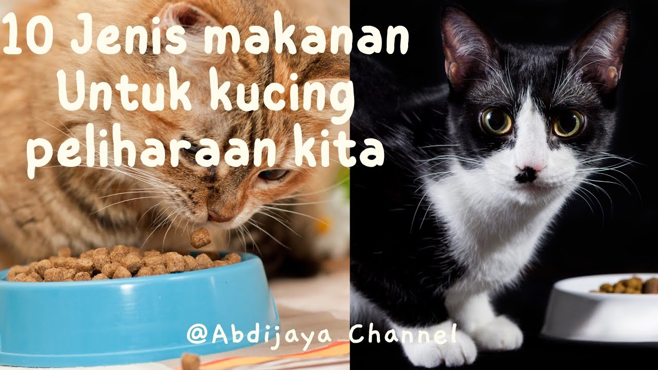 Inilah 10 Jenis Makanan untuk kucing kita #kucinglucu #kucingimut - YouTube