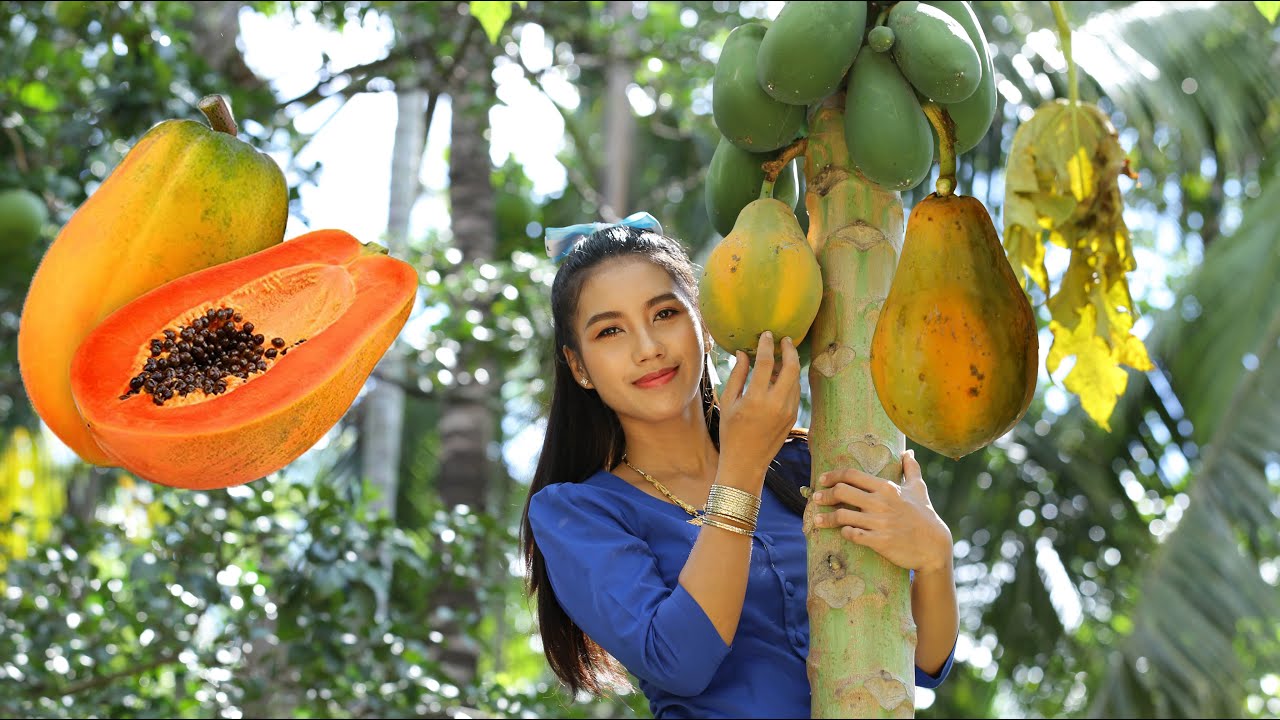 Papaya fruit in my homeland - Healthy food - YouTube