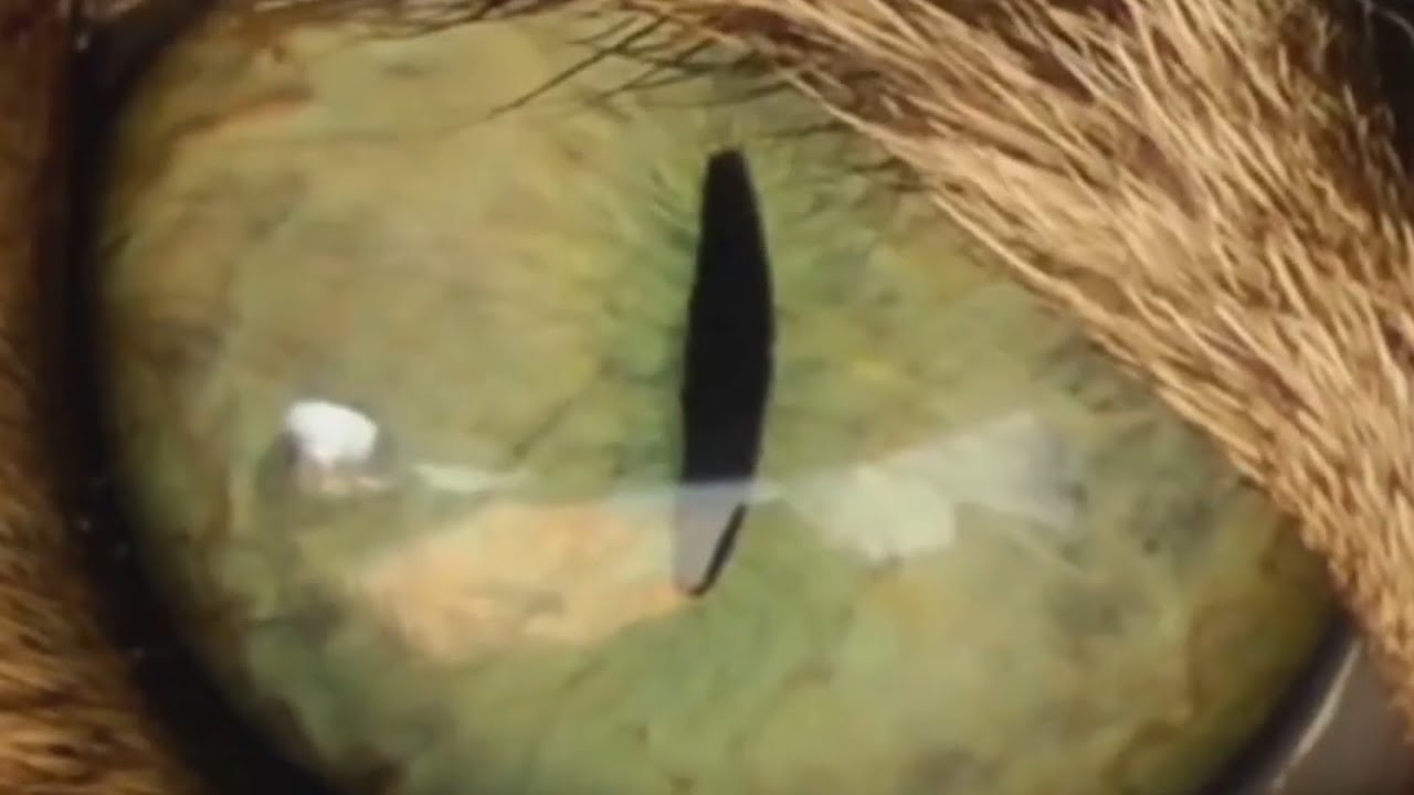 Why Cats Have Vertical Pupils - YouTube