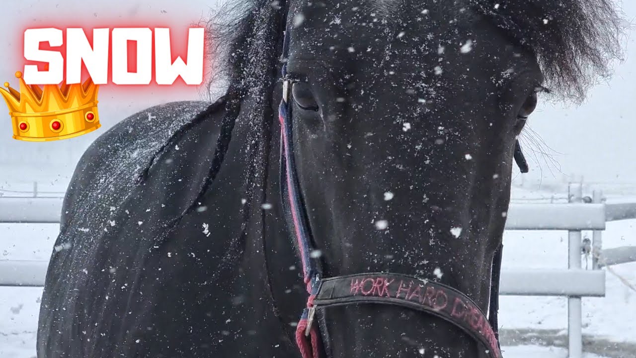 Friesian Horse In Snow 170+ Friesian Horse In Winter Stock Photos,