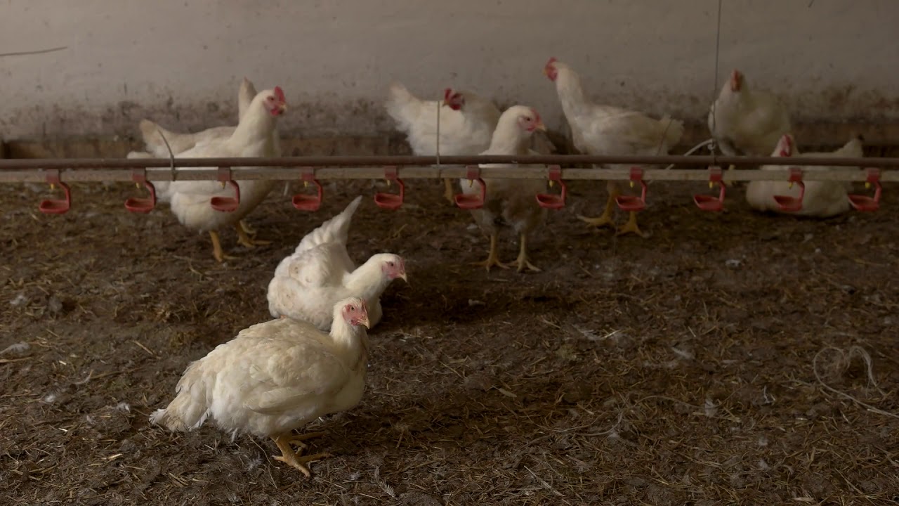 white hens stand on straw chickens in coop farm is breeding broilers ...