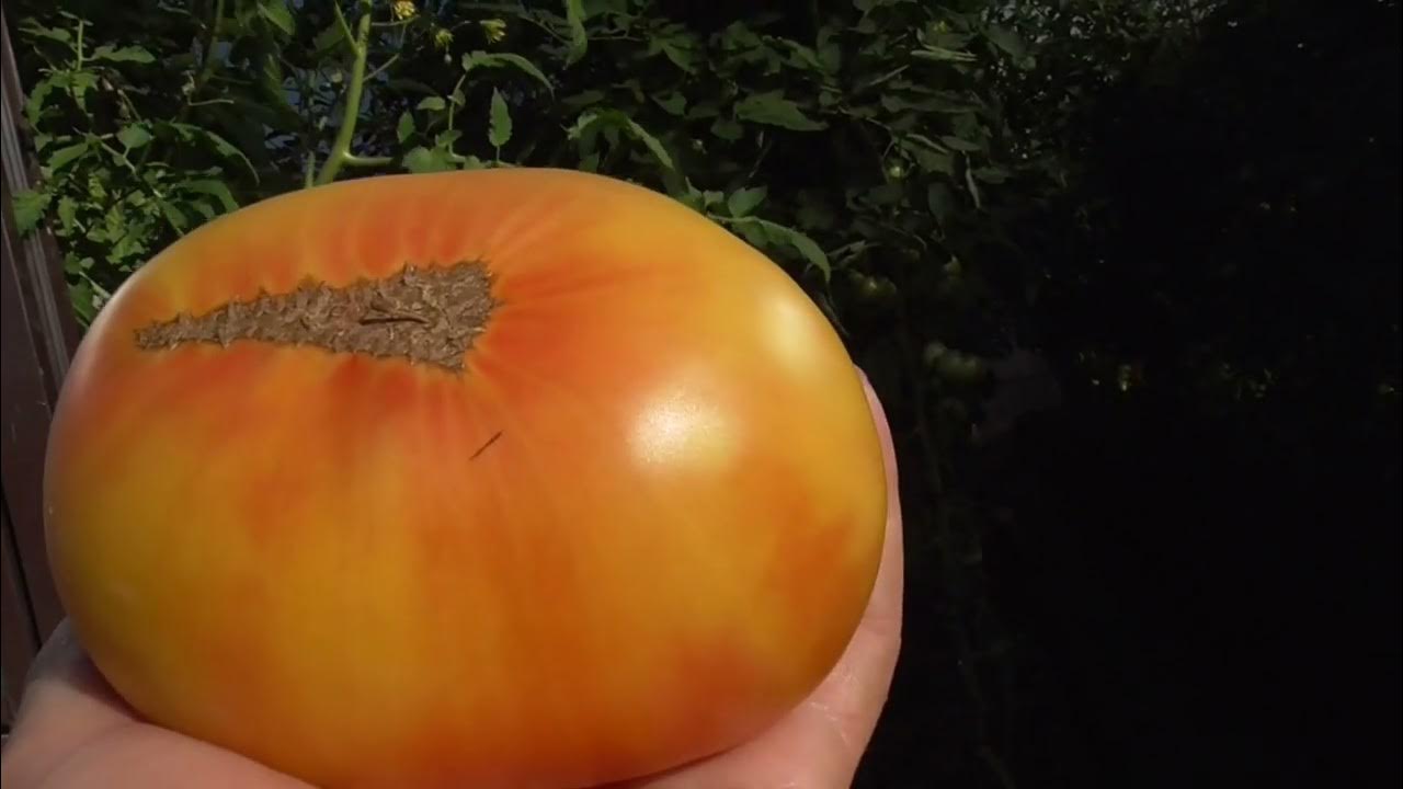 Новинка 2022 года - томат Прелесть Роузы. Очень вкусный! Обзор томата ...