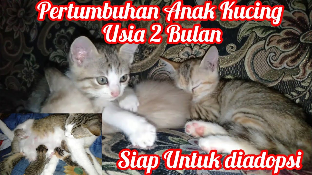 Pertumbuhan Anak Kucing Usia 2 Bulan ( Siap diadopsi ) - YouTube