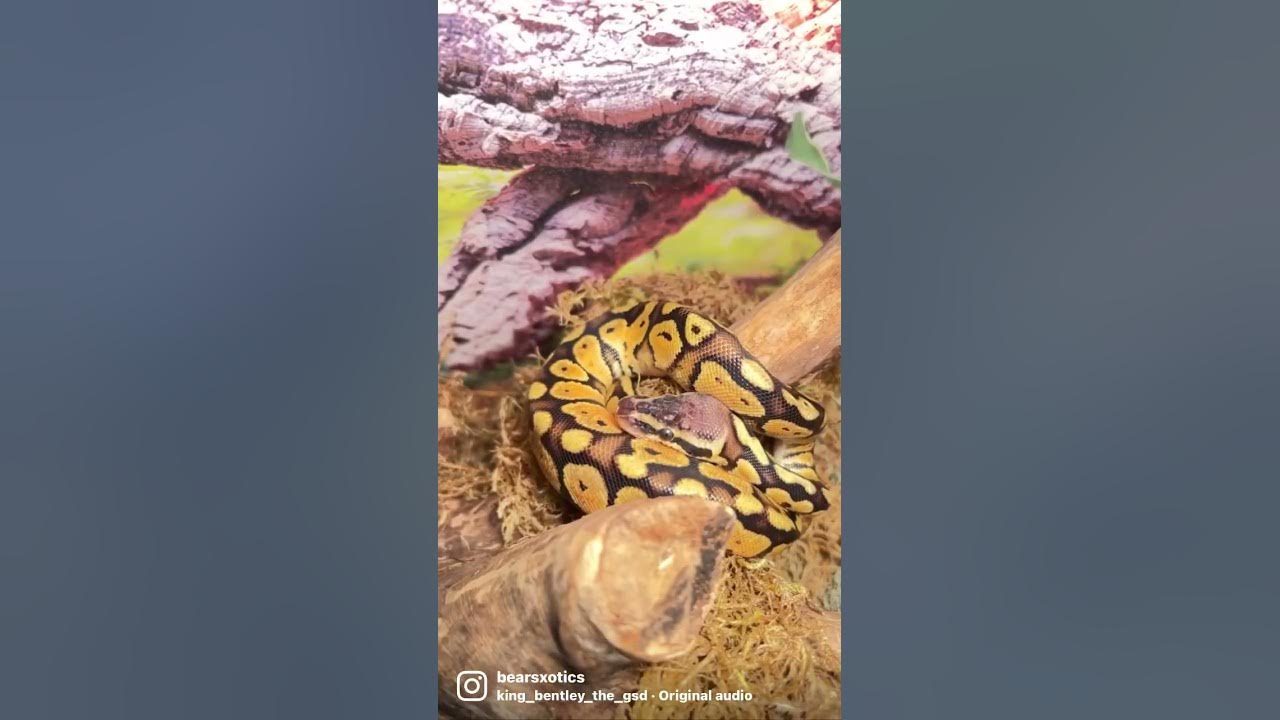 Ball pythons - YouTube