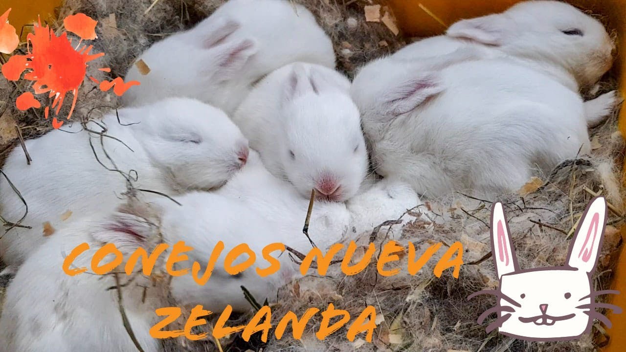 Conejos raza Nueva Zelanda la mejor raza para la producción de carne de ...