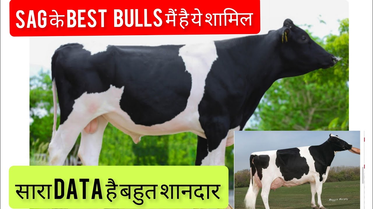 SAG IMPORTED VERY HIGH TPI BULL 🐂 50363#mannfarms #hf #sag - YouTube