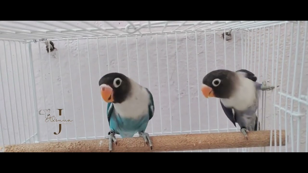 good quality white collar African love birds available in Chennai with ...