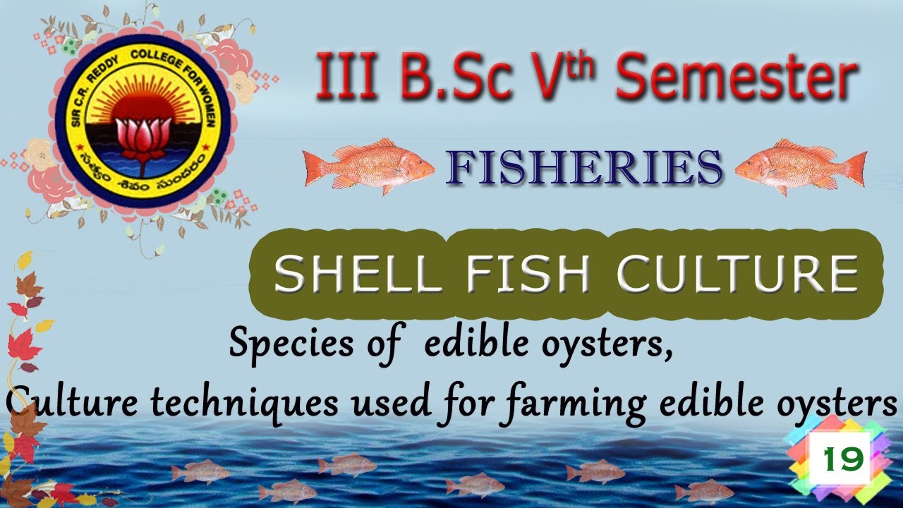 19. III BSc 5th Sem-SHELL FISH CULTURE -Species of edible oysters ...