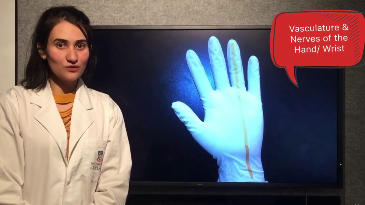 GROUP 11 ANATOMICAL DIALOGUE PROJECT - HAND/WRIST - YouTube