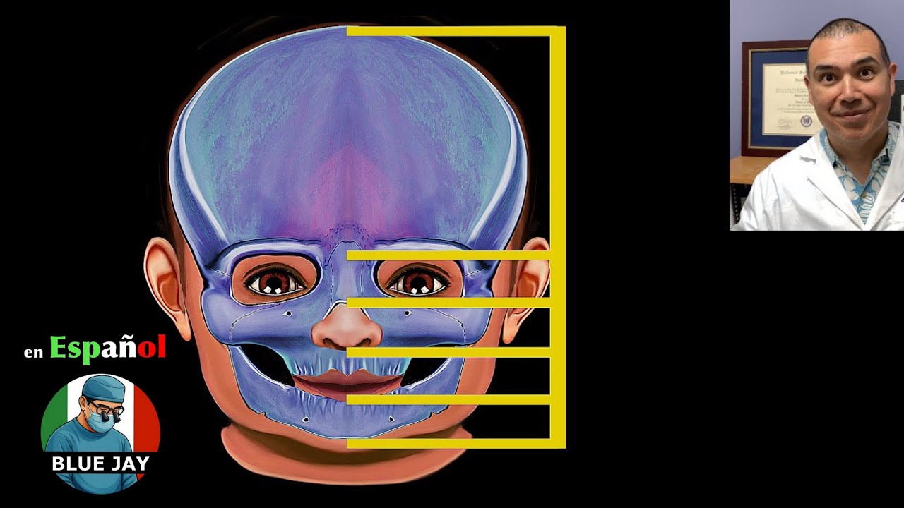 Proporciones de las Caras de los Bebés - YouTube