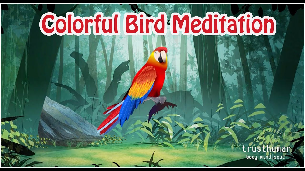 Colorful Bird Meditation - YouTube