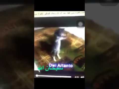 Namaz kilan kedi gercek mi degilmi