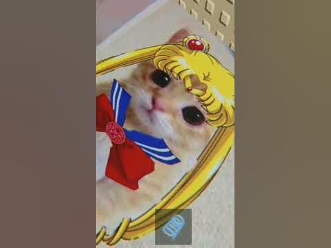 Котик ️ - YouTube