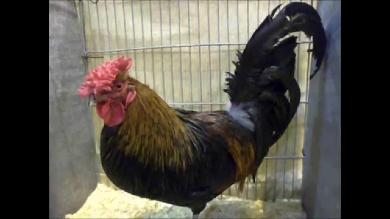 Derbyshire Redcaps, National Poultry Show UK - YouTube