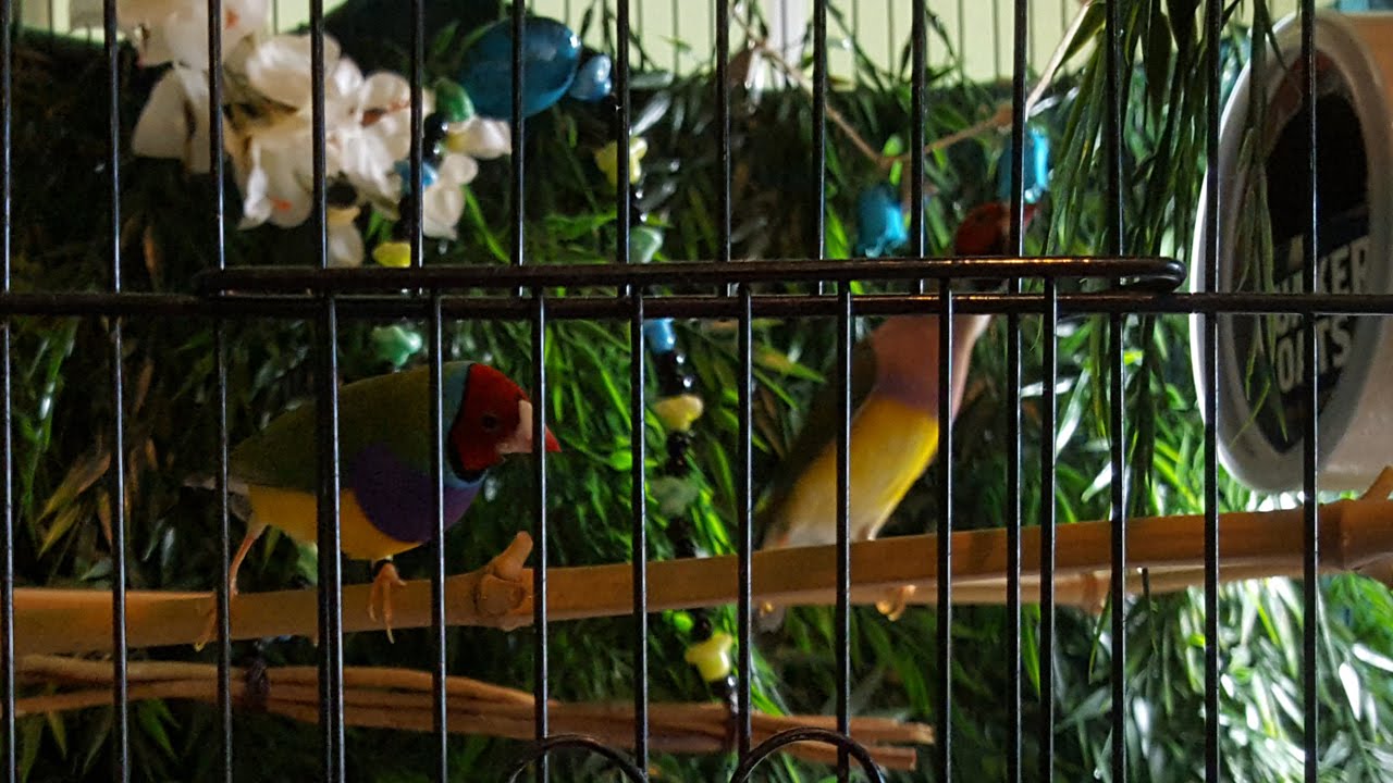 Setting Up the Breeding Suites for Our Pampered Finches - YouTube