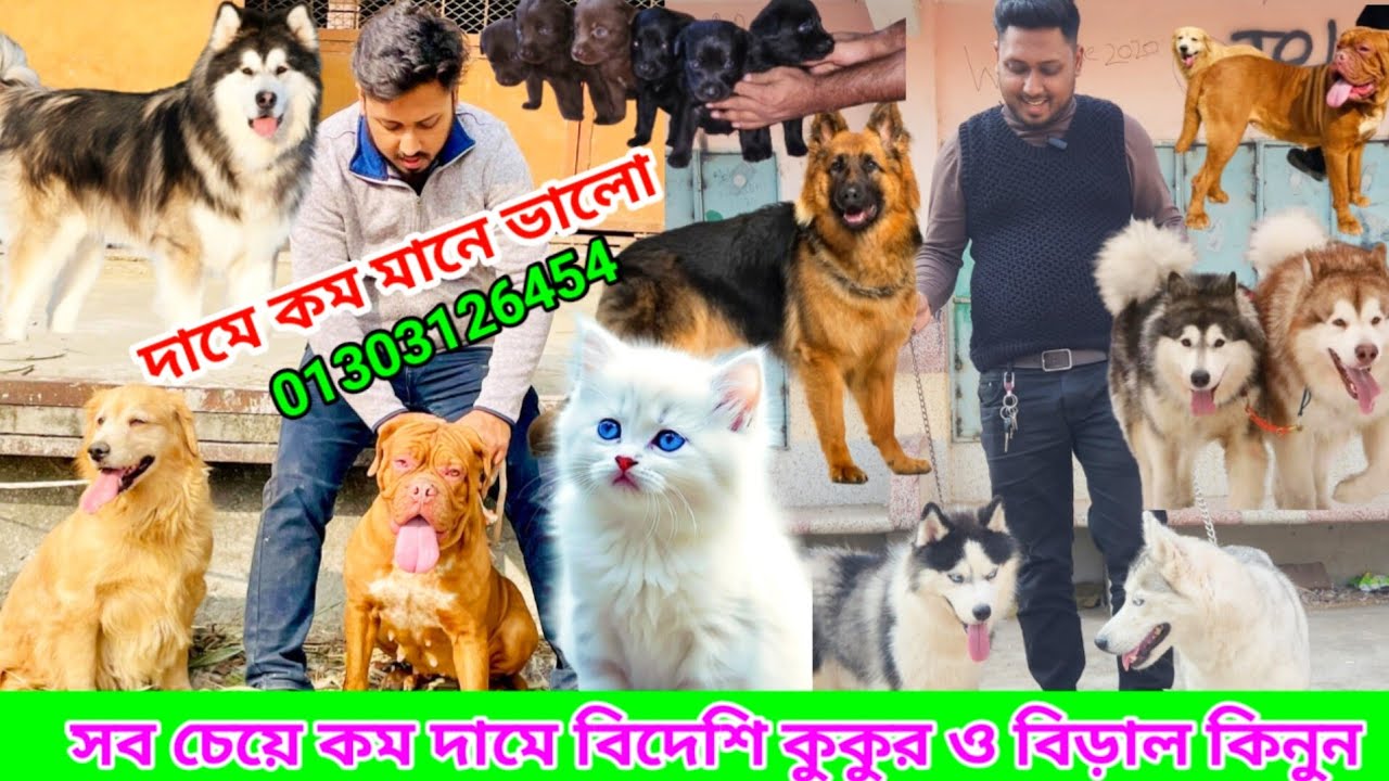 Cat and Dog Price in Bangladesh | Dog Farm in Bangladesh | German ...