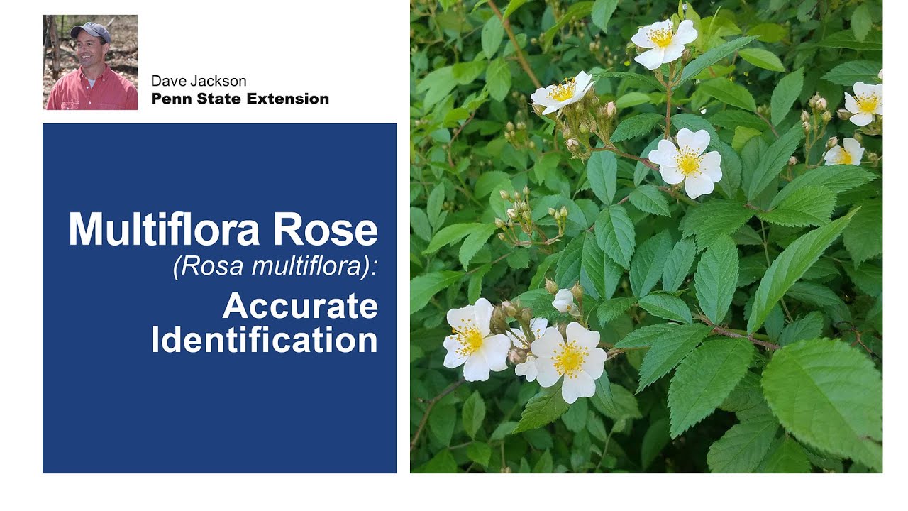 Multiflora Rose Plants