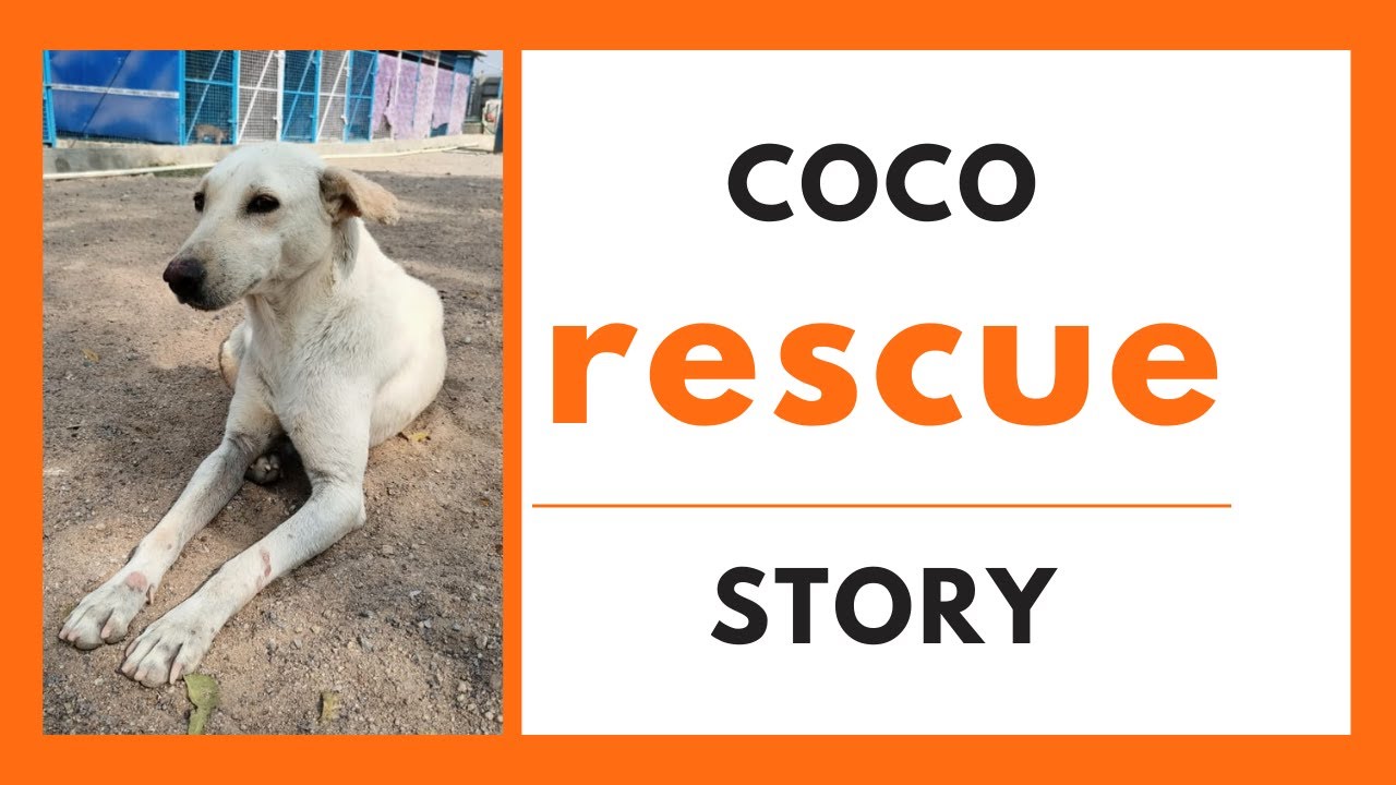 Paralyzed dog (Coco) Rescue Story - YouTube