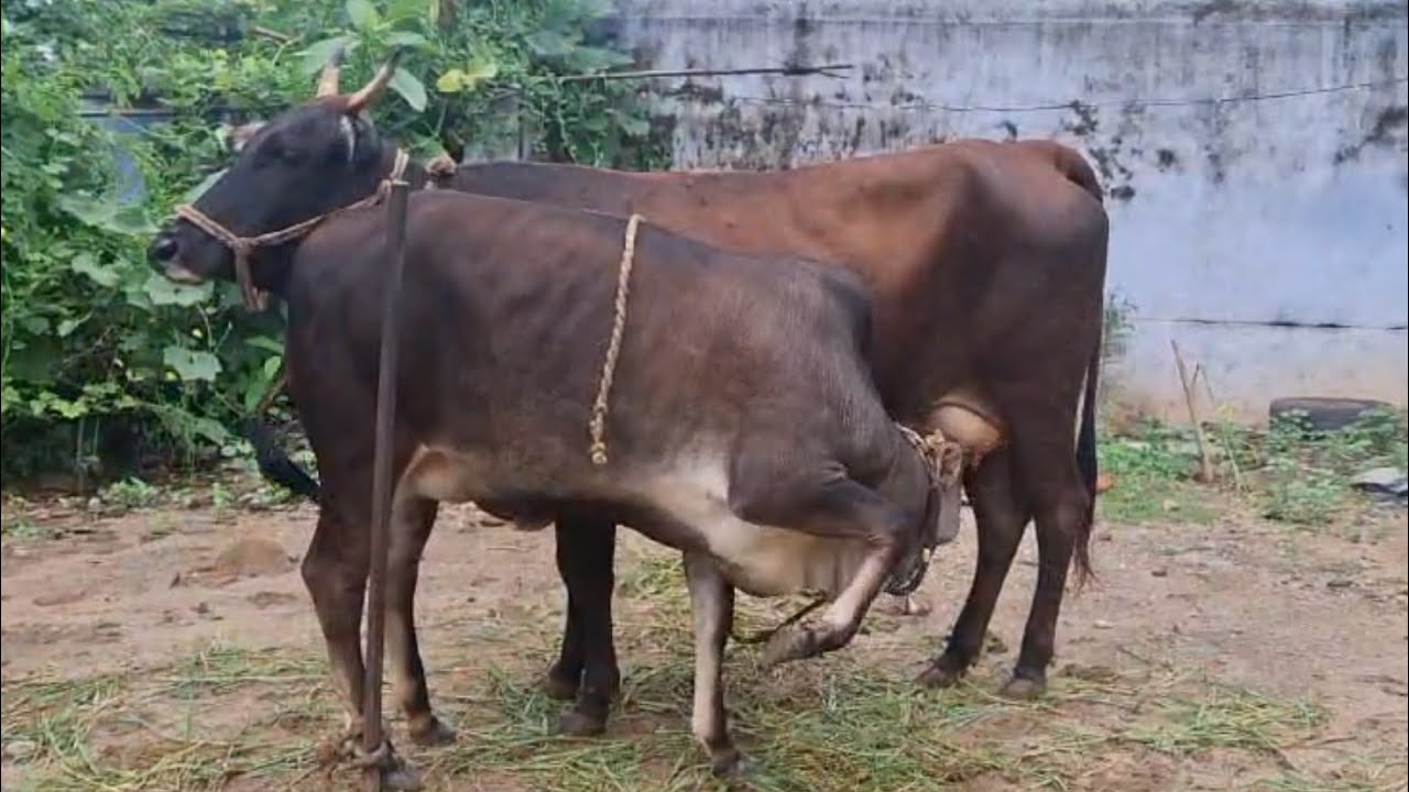 పుంగనూరు పొట్టి కపిల ఆవు పెయ్య దూడతో అమ్మకానికి | Punganur Kapila cow ...