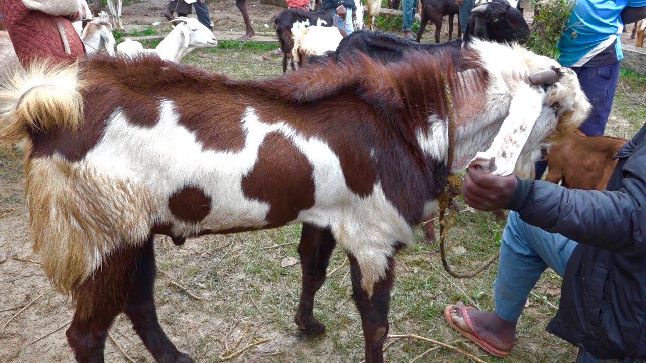 Big Jamunapari Male goat price in the sheep market - YouTube