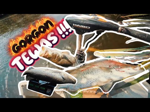 BIG FISH!!! MENGGASAKKKKK SIAKAP PUTIH !!! INI BARU MANCINGGG # ...