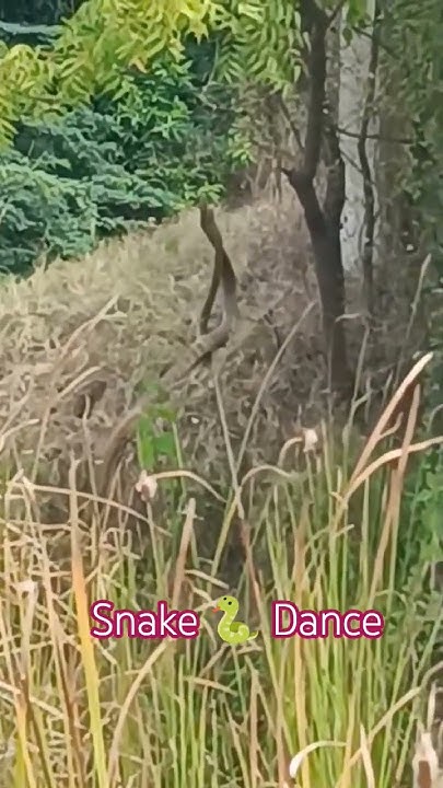 Two snakes dancing together #trending#shortsfeed#viral dance - YouTube