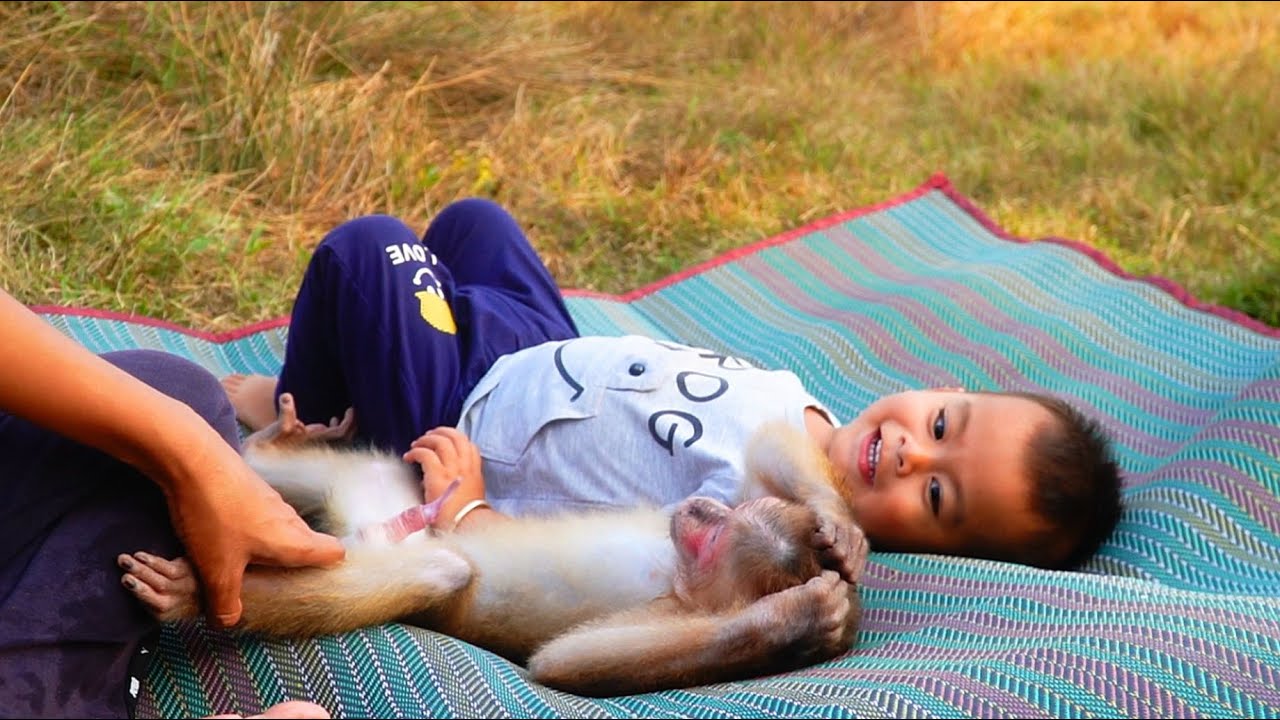 The Monkey Asks for a Massage | Funny Monkey Interaction | Cute - YouTube