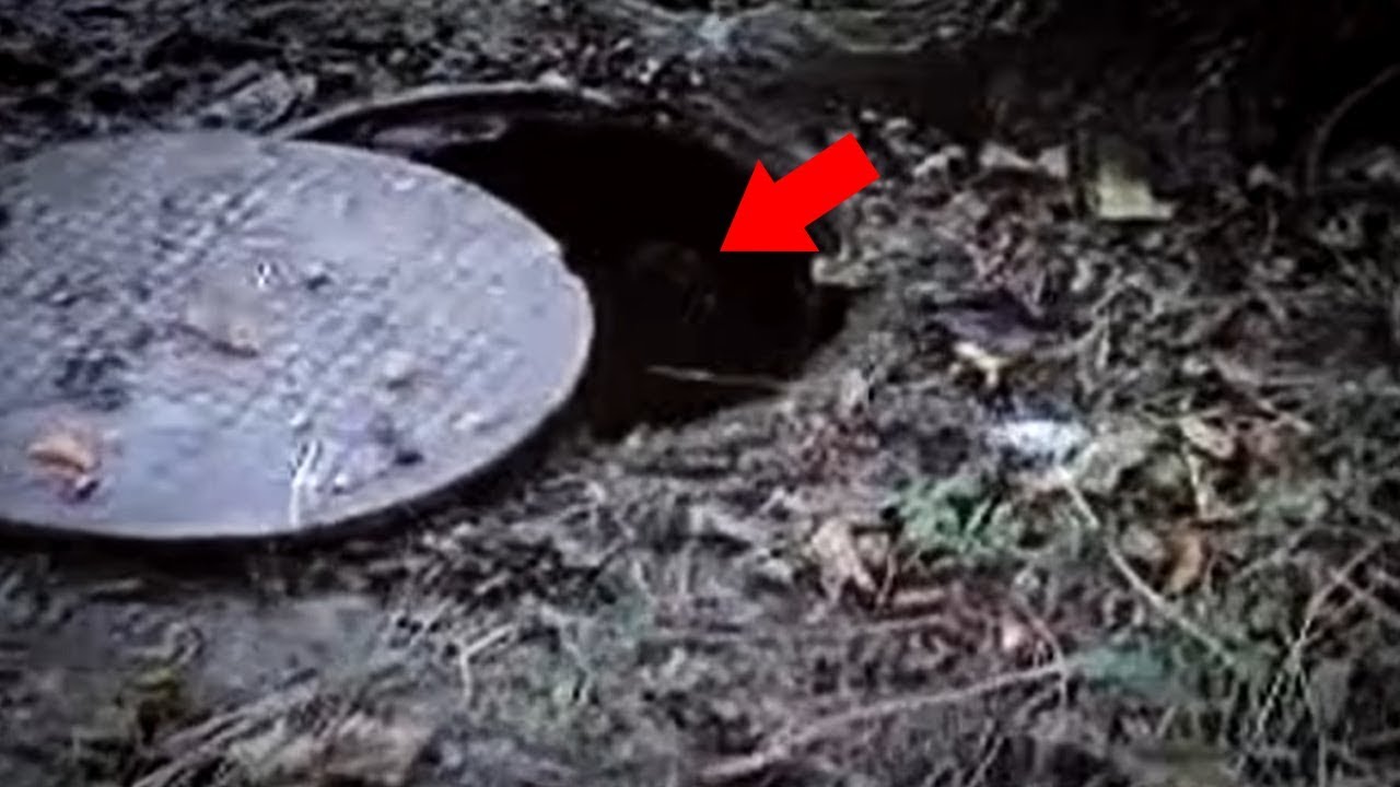 5 Sewer Monsters Caught On Camera & Spotted In Real Life! - YouTube