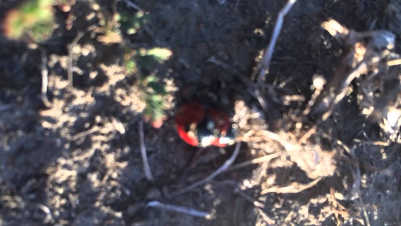 Ladybugs Having Sex Youtube