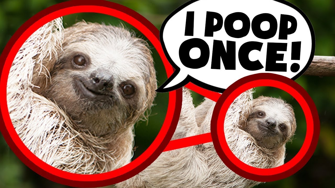 WEIRDEST FACTS ABOUT ANIMALS YOU 100 DID NOT KNOW So Awesome YouTube weirdest-facts-about-animals-you-100-did-not-know-so-awesome-youtube