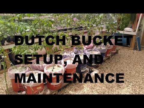 DUTCH BUCKET SETUP, AND MAINTENANCE - YouTube