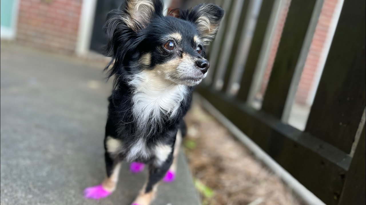 Lou Lou & Chance On The Block - YouTube