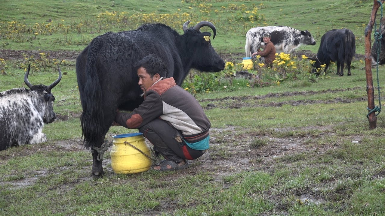 The Pastoralists (An untold story of High Himalayas) #Yak #Chauri # ...