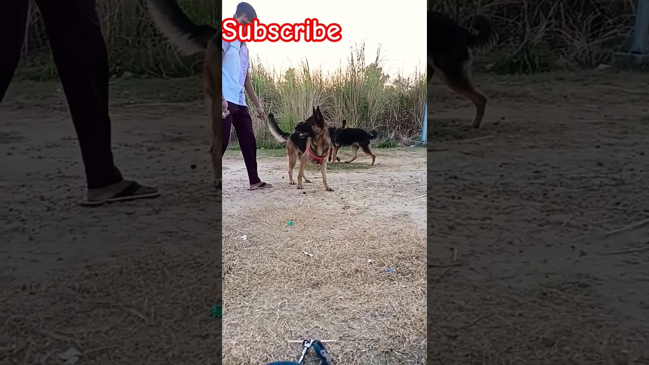 Daily Updates of Dog Park..... #germanshepherddogs #pitbulldogshorts # ...