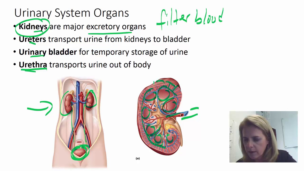 Introduction to the urinary system - YouTube